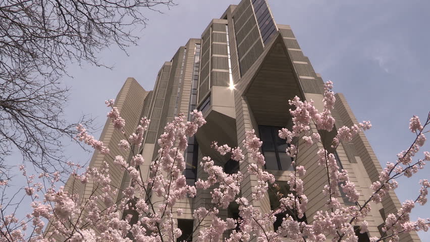 Toronto, Ontario, Canada April 2017 Cherry Blossoms Sakura At ...
