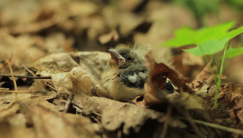 Stock video of close-up of bird nestling cheeping in | 26350328 ...