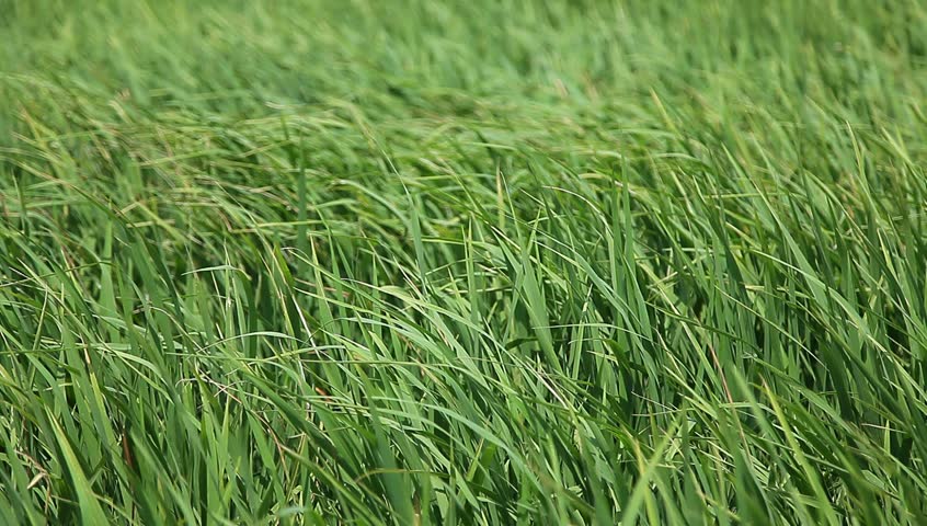 Rice Field Under Strong Wind, Stock Footage Video (100% Royalty-free ...
