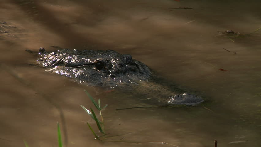 Alligator Eating Rabbit Stock Footage Video (100% Royalty-free) 2649308 ...