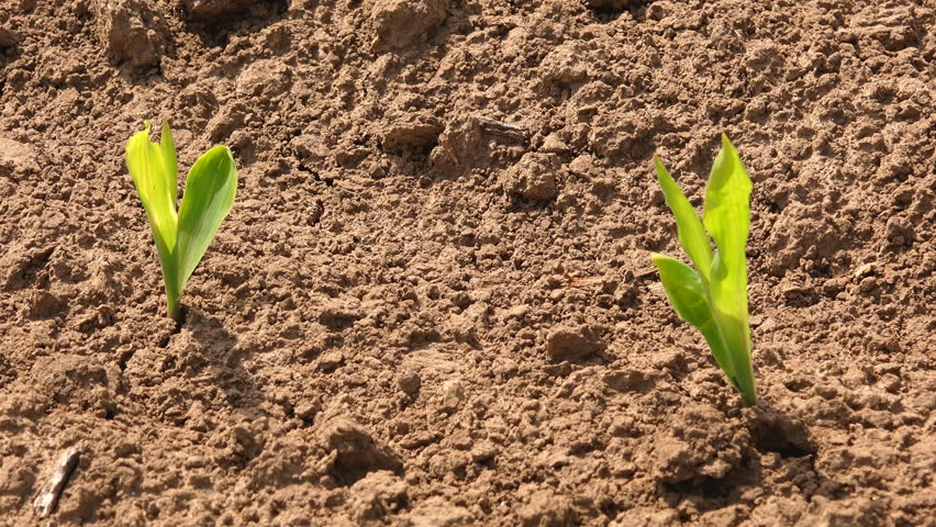 Stock video of growing young green corn maize seedling | 26501618 ...