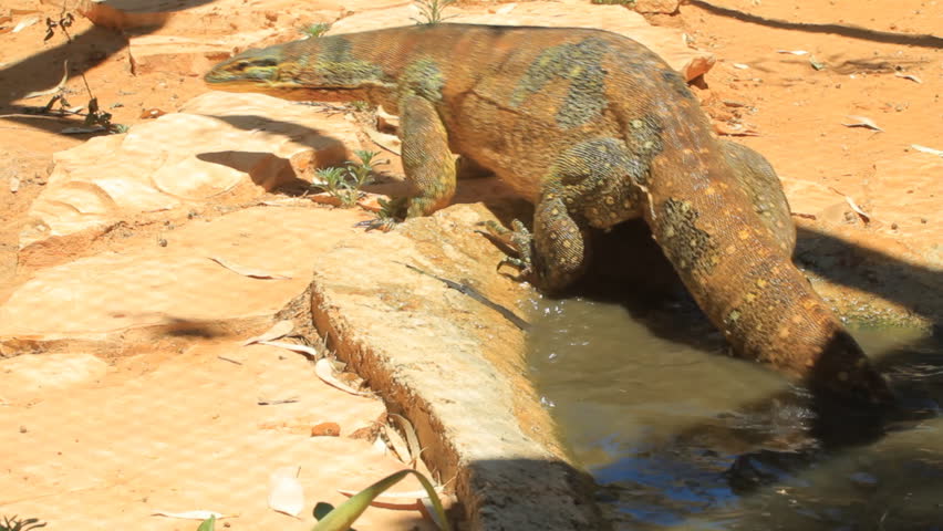 Komodo Dragon Hunts a Rat Stock Footage Video (100% Royalty-free ...