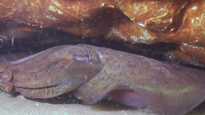 Common Cuttlefish, (sepia Officinalis). Video de stock (totalmente ...