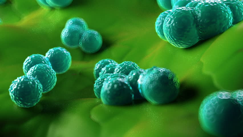 Coccus Bacteria Stock Video Footage - 4K and HD Video Clips | Shutterstock