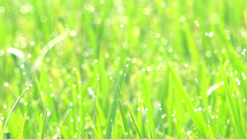 Dew Drops In Lights On Green Grass. Stock Footage Video 2324951 ...