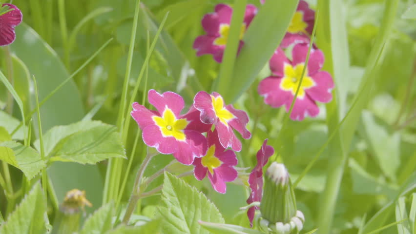 Beautiful Primrose Flower In Gentle Wind. Natural Floral Background ...