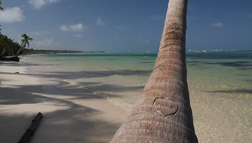 Heart On Coconut Palm Tree Stock Footage Video (100% Royalty-free ...
