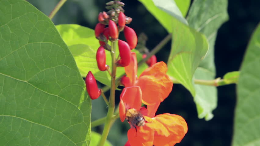 Bee Pollinating Runner Bean Flowers Stock Footage Video (100% Royalty ...