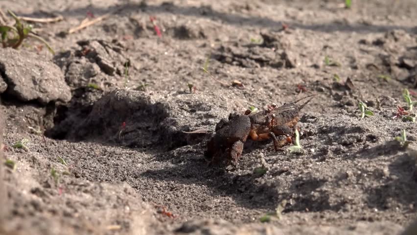 Family of Large Burrowing Insects. Stock Footage Video (100% Royalty ...