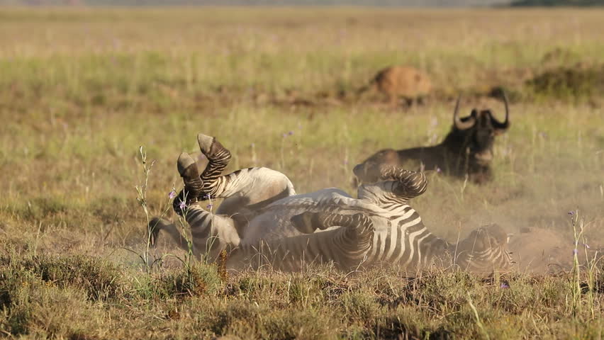 Cape Mountain Zebra (Equus Zebra) Rolling In Dust, Mountain Zebra ...