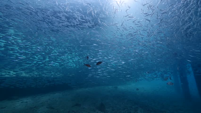 Ocean Floor Ocean Floor Sand Stop Motion Backgrounds