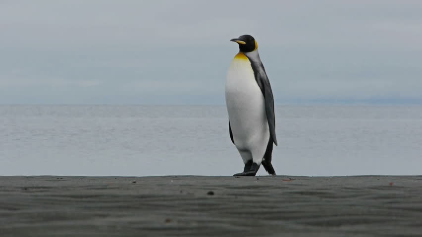 Penguins in Antarctica image - Free stock photo - Public Domain photo ...