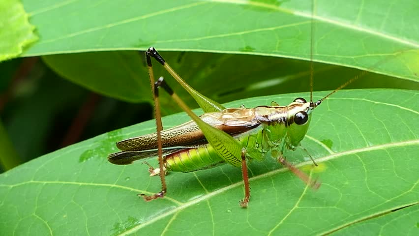 Conehead Grasshopper (neoconocephalus Melanorhinus) in Stock Footage ...