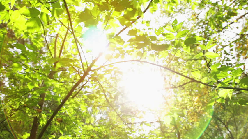 Sunshine Star Flare Flickering Through Windy Tree Leaves At Sunset ...