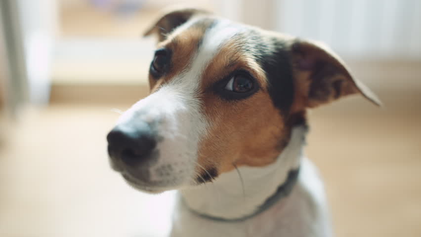 Small Dog Breed Jack Russell Stock Footage Video (100% Royalty-free ...