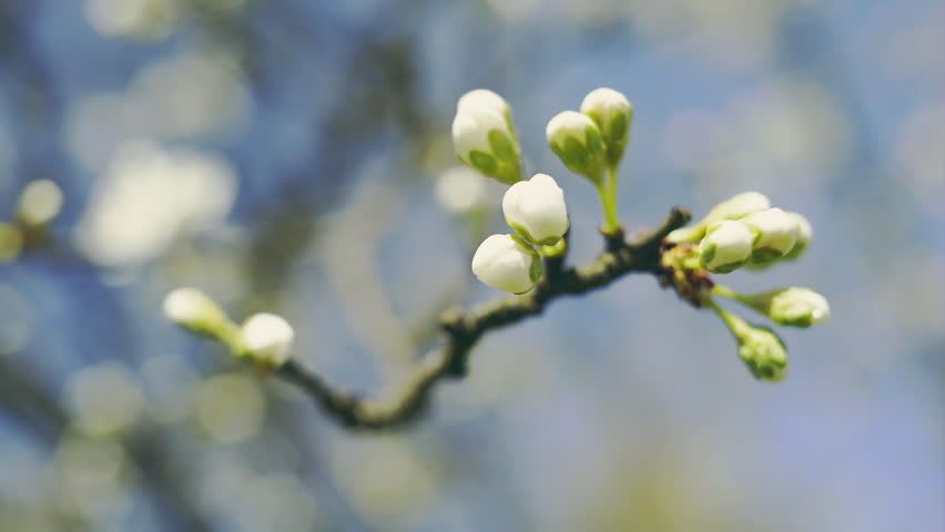 In The Spring Forth Its Buds On The Trees. The Wind Shakes A Young ...
