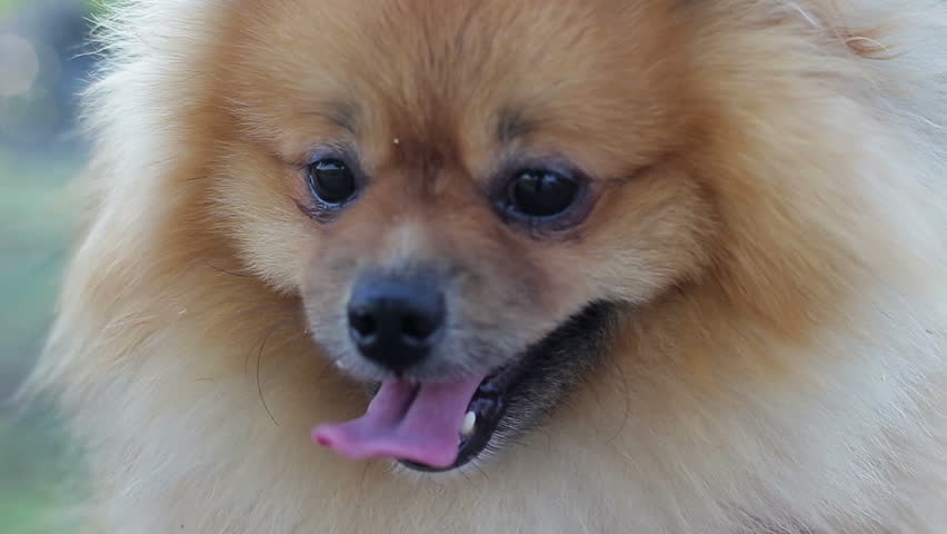 Side Profile Of Pomeranian Dog Getting Angry Stock Footage Video ...