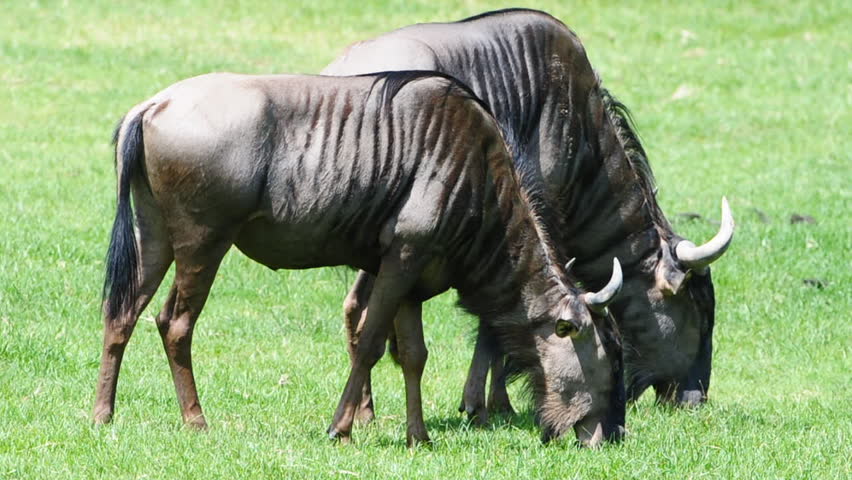 Video Of A Cape Buffalo From Africa. One Of The Most Dangerous Wild ...