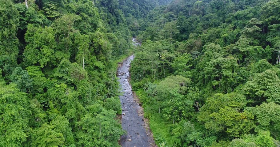 Port-au-Prince, Haiti - April 7, 2017: Stunning Haitian Green Forest ...