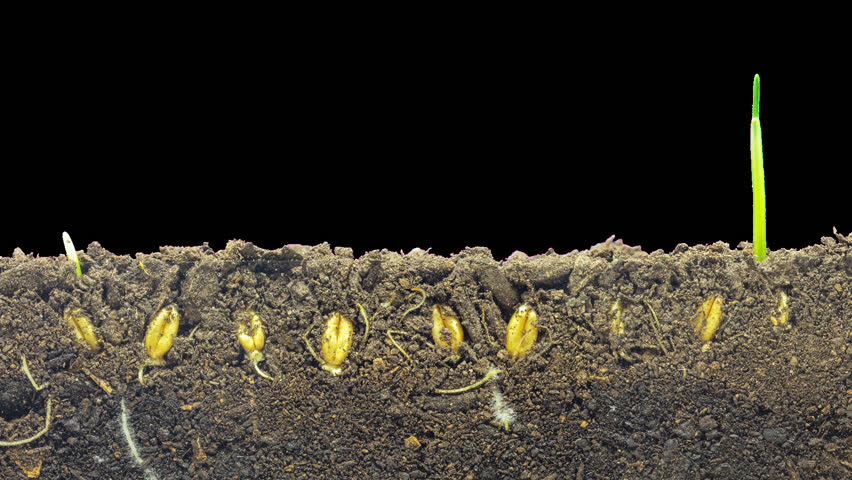 Macro Timelapse Video Of A Grain Seed Growing From The Ground In Soil ...