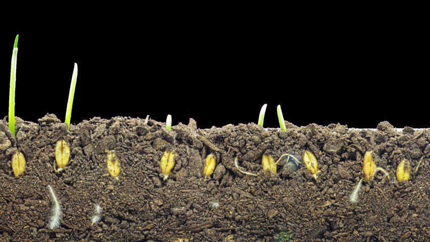 Macro Timelapse Video Of A Grain Seed Growing From The Ground In Soil ...
