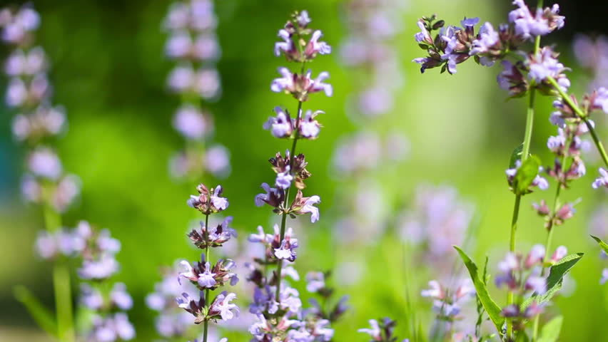 Nepeta Faassenii, Flowering Plant Also Known As Catmint And Faassens ...