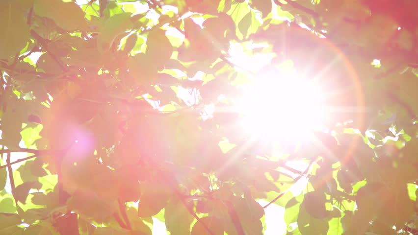Stock video of close up: sunbeams shining through lush | 28632568 ...