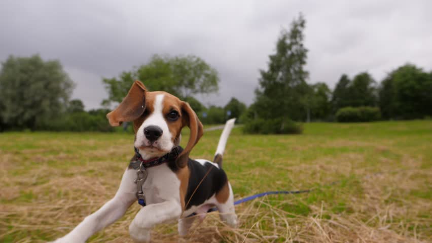 Cute Beagle Puppy Run Towards By Grass Field, Chase Moving Camera, Slow ...