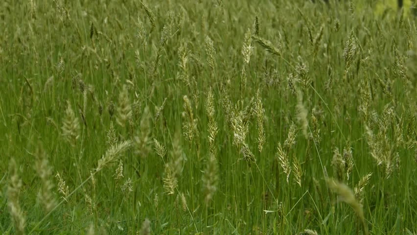 Long Grass Swaying in Breeze Stock Footage Video (100% Royalty-free ...