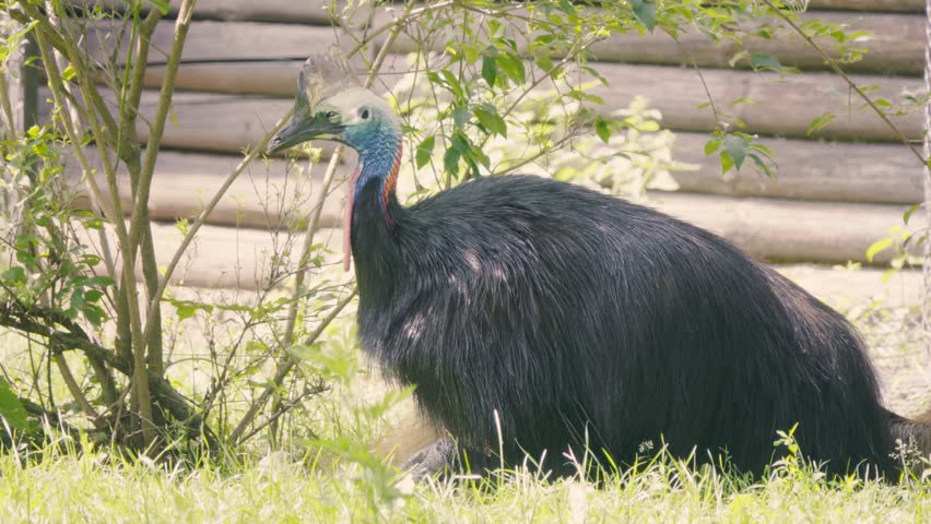 Large Flightless Bird image - Free stock photo - Public Domain photo ...