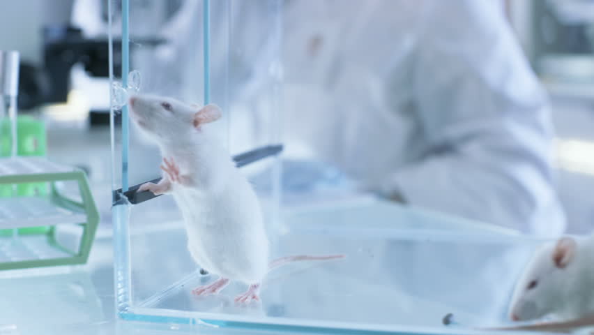 Medical Research Scientist Examines Laboratory Stock Footage Video (100 ...