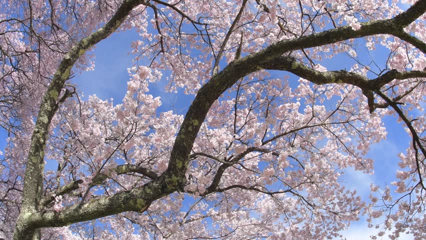 Cherry Blossom With Blue Sky And Clouds In Background. Stock Footage ...