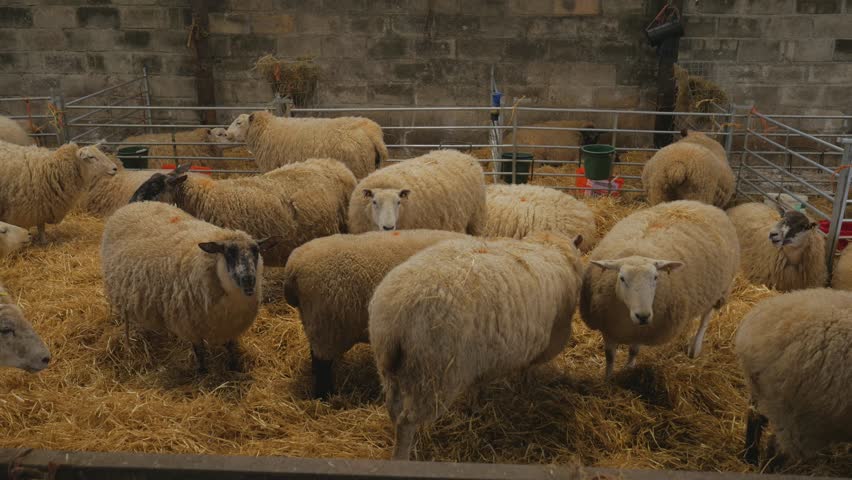 Veluwe Heath Sheep, Ram Mounting Ewe. For Centuries Sheep Have Grazed ...