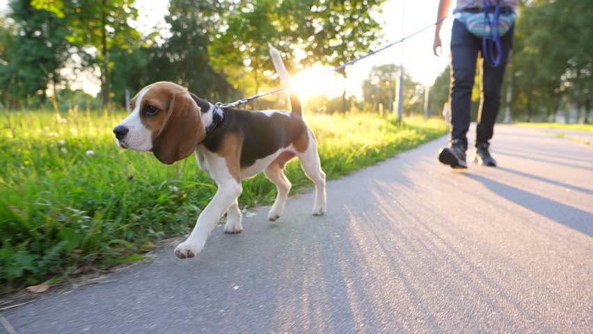 Pensive Young Beagle Walk On Stock Footage Video (100% Royalty-free ...