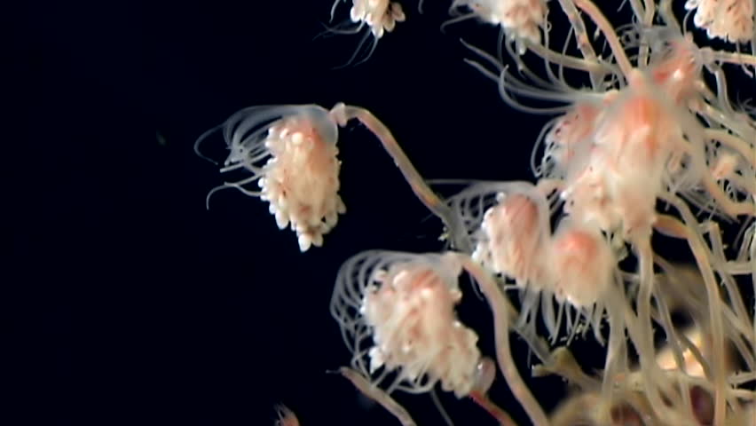 Stock video of bell hydroid jellyfish colonies opens underwater ...
