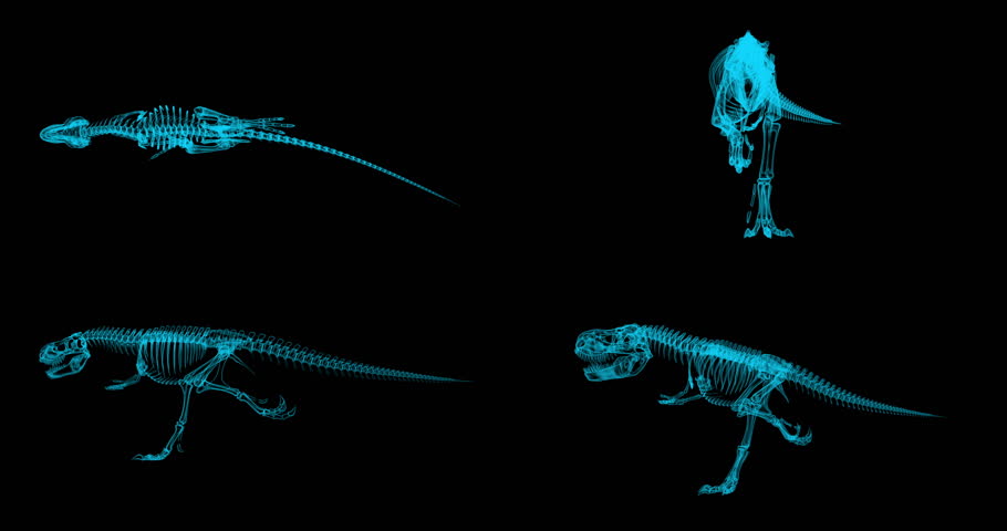 Trex Xray Skeleton Running Cycle, Stock Footage Video (100% Royalty ...