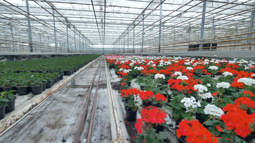 Corridor with flowers in the Garden image - Free stock photo - Public ...