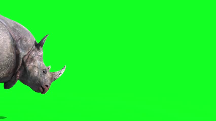 Rhinoceros Walks Back Green Screen Video de stock (totalmente libre de ...