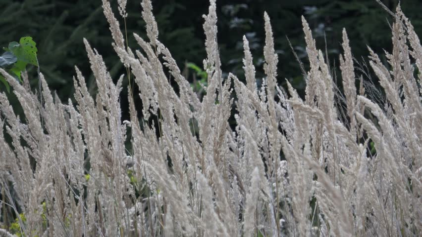 Common Reed Flower Blowing in Stock Footage Video (100% Royalty-free ...