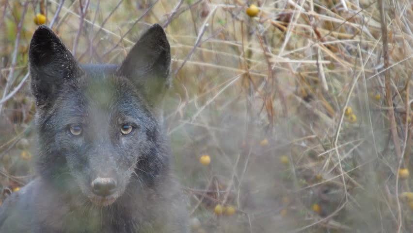 Rare Black Coyote in Georgia Video de stock (totalmente libre de ...