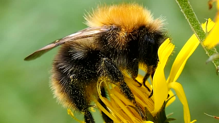 Bee Pollinating A Mountain, Field Flower, Bees Gathering Pollen, Macro ...
