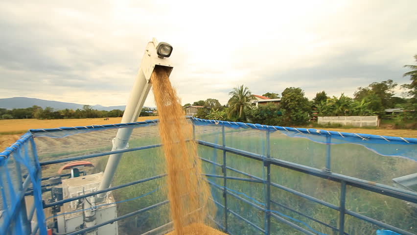The Productivity of Paddy Farming. Stock Footage Video (100% Royalty ...