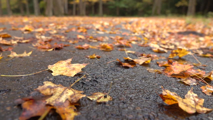 SLOW MOTION CLOSE UP Dead Fallen Tree Leaves Laying On Wet Road After ...