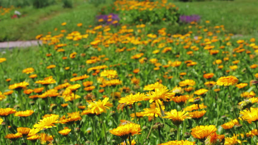 Flower Fields Of Yellow, White And Violet Blooming Flowers, Wide Angle ...