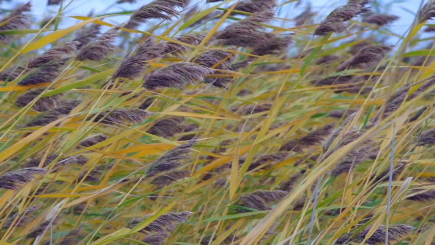 Reed in the Fall in Stock Footage Video (100% Royalty-free) 31095328 ...