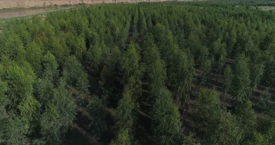 Stock video of billion tree project near river ghambila | 31107598 ...