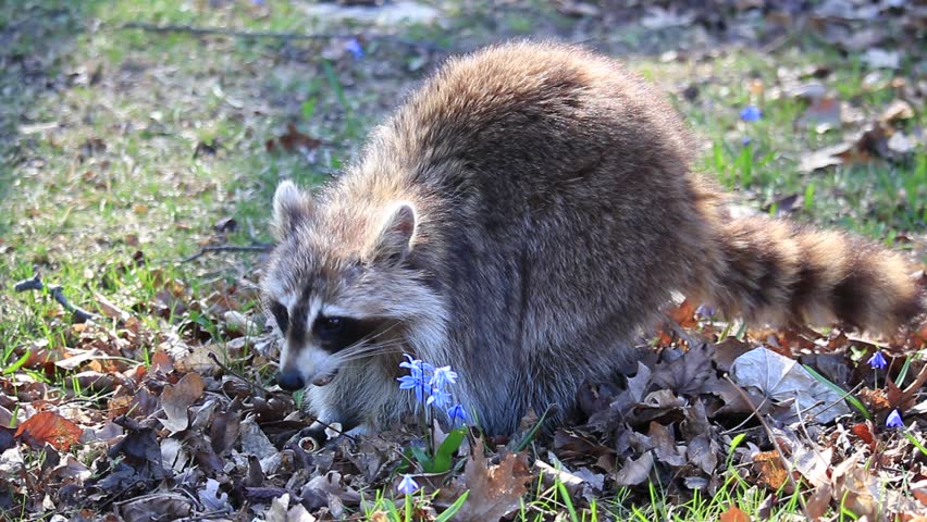 Raccoon looking for food image - Free stock photo - Public Domain photo ...