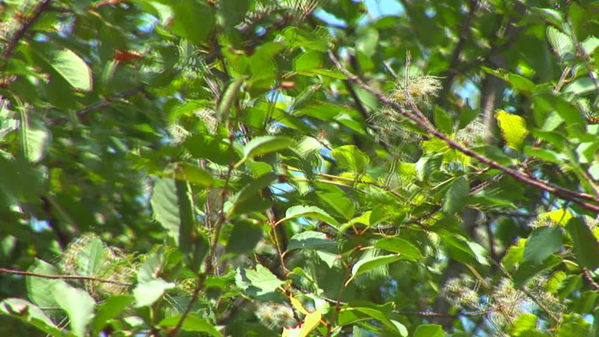 A Close Up Of Shea Fruit On A Shea Tree. Stock Footage Video 6486440 ...
