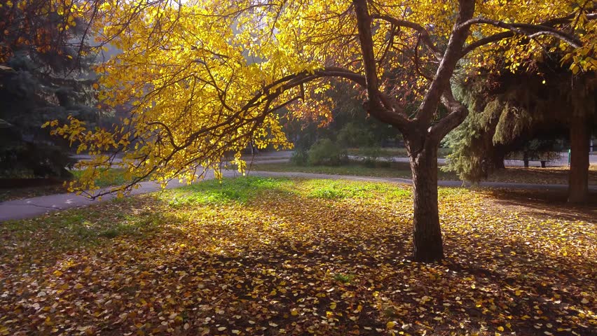 Rotating Tree Crowns, October Park Color Scene Autumn Background ...