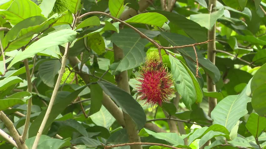 Raw Rambutan Fruit in Agriculture Stockvideos & Filmmaterial (100 % ...